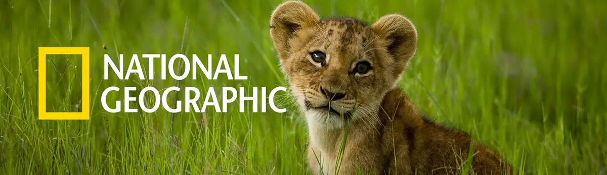 The National Geographic Logo: The History Behind The Brand